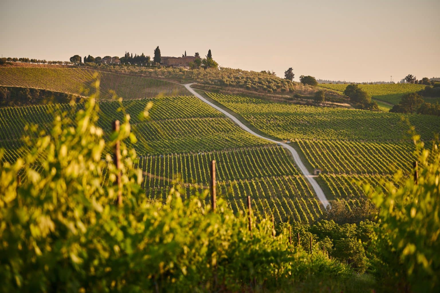 The Ultimate Guide to Super Tuscan Wines | Handpicked Wine Box